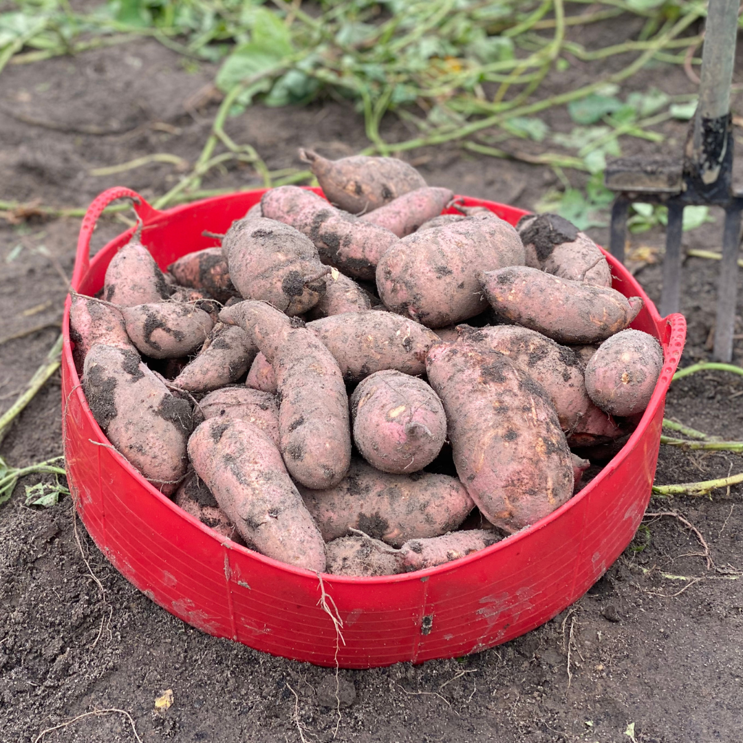 Sweet Potato Varieties | Sweet Potato Plants | Steele Plant Company