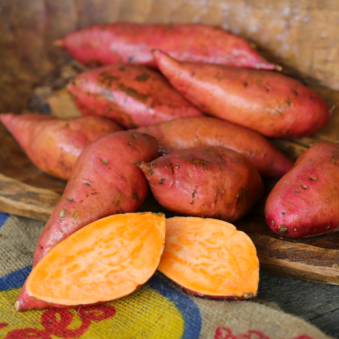 Steele Plant Company | Grow Your Own Sweet Potatoes | 12+ Varieties!