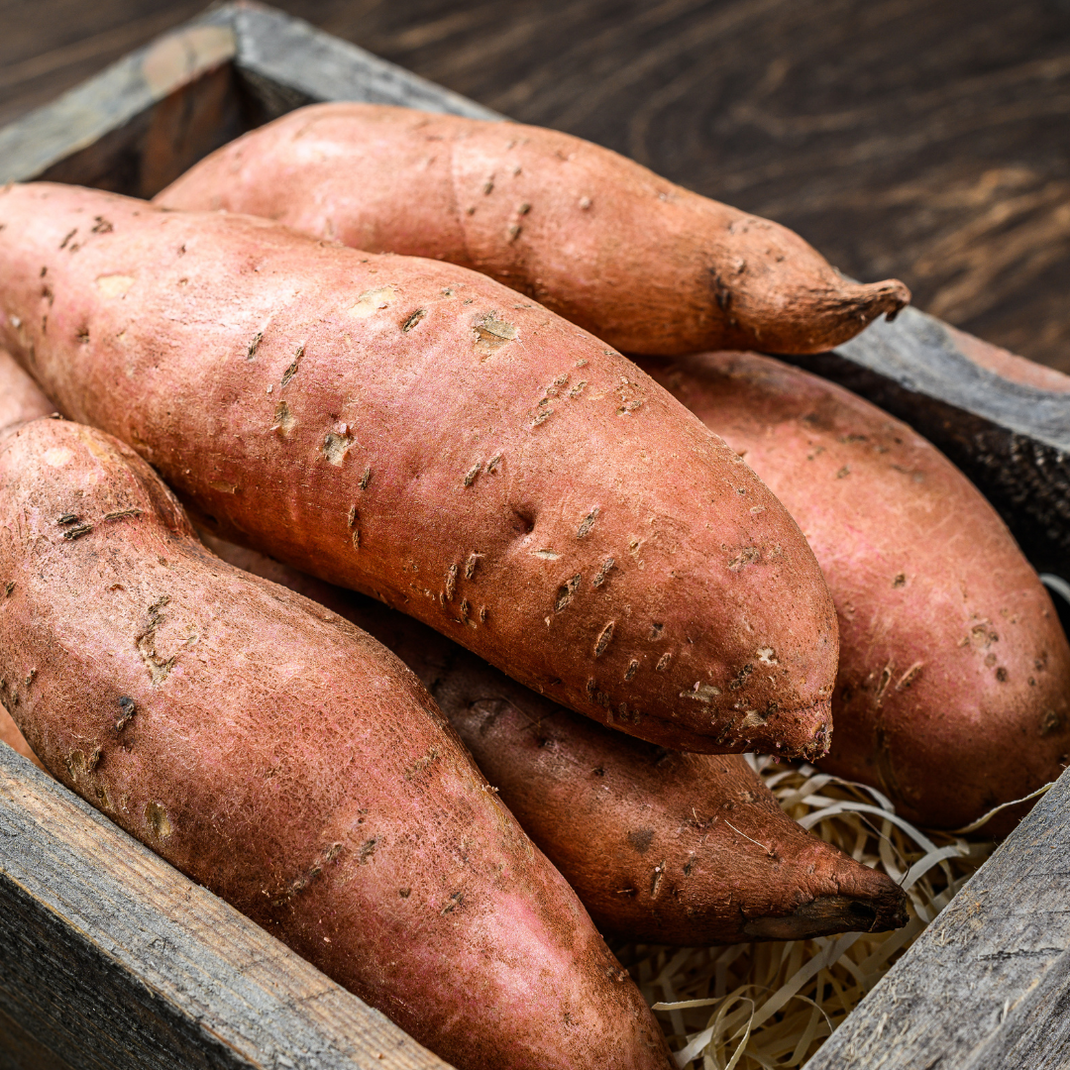 Sweet Potato Growing Tips | 6 Helpful Steps! | Steele Plant Company