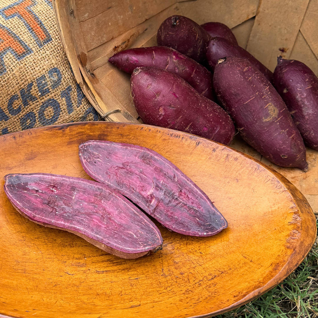 Purple Majesty Sweet Potato Plants | Beautiful! | Steele Plant Company