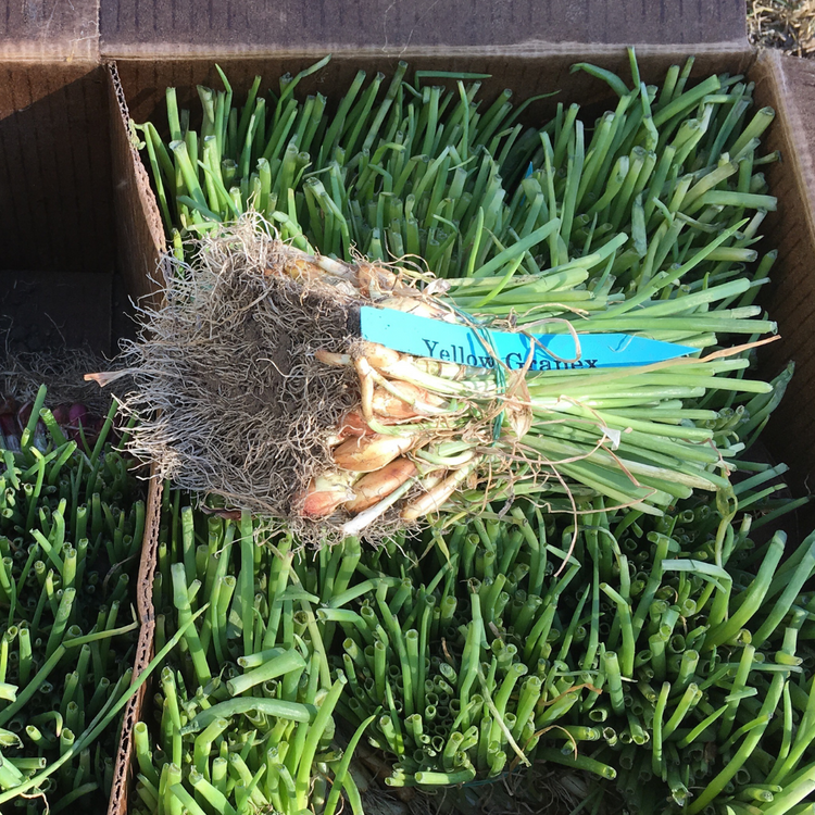 Onion Growing Tips | Planting, Growing & More! | Steele Plant Company