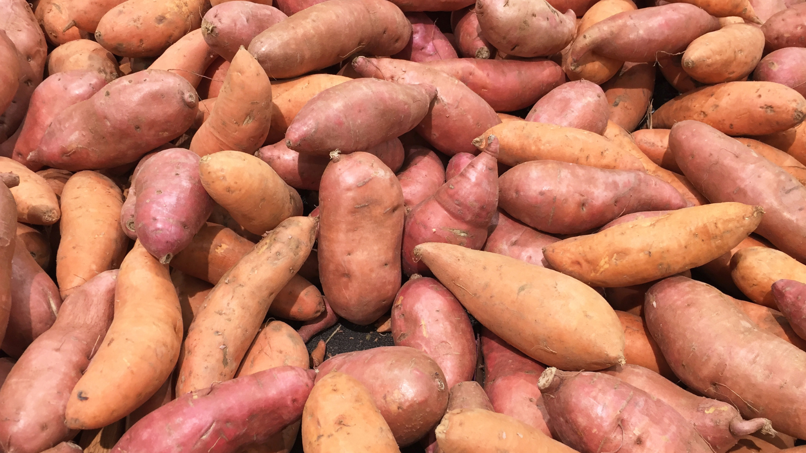 Steele Plant Company | Grow Your Own Sweet Potatoes | 12+ Varieties!