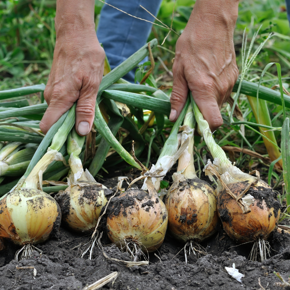 Candy Hybrid Onion Plants | Sweet & Jumbo | Steele Plant Company