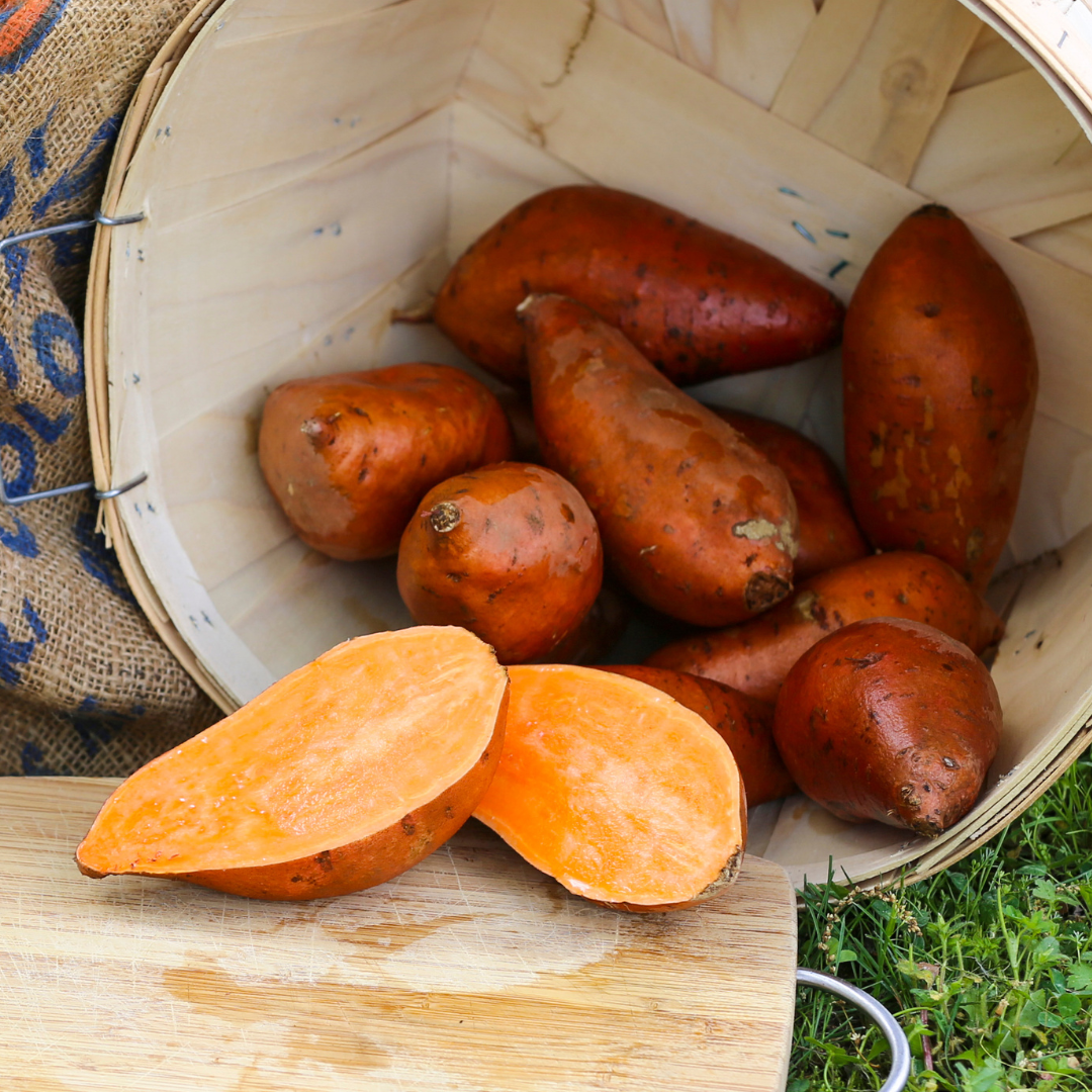 Covington Sweet Potato Plants | Highest Yields | Steele Plant Company