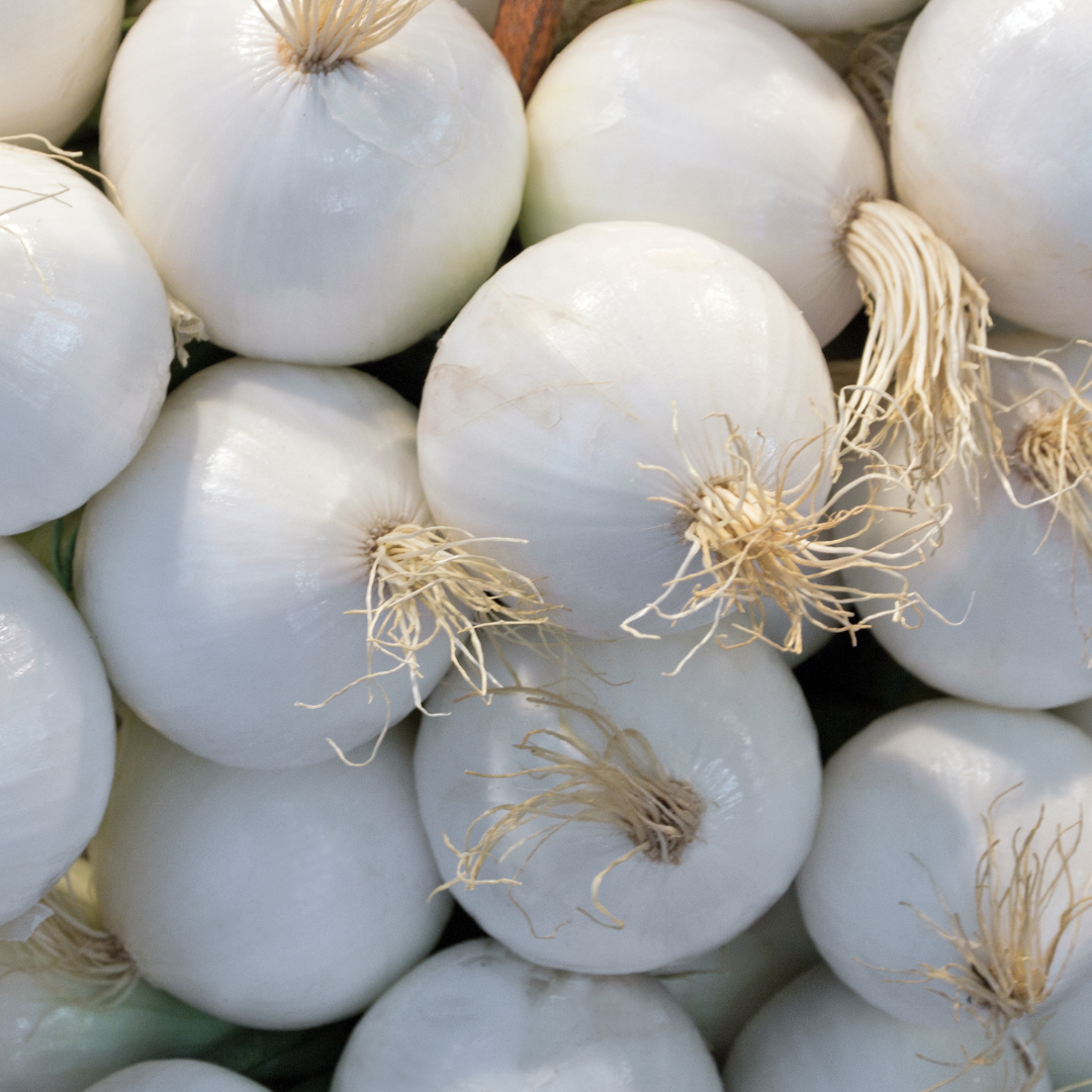 Crystal White Bermuda Onion Plants | Delicious! | Steele Plant Company
