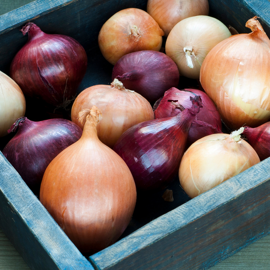 Long Day Onion Plant Collection | 3 Varieties | Steele Plant Company