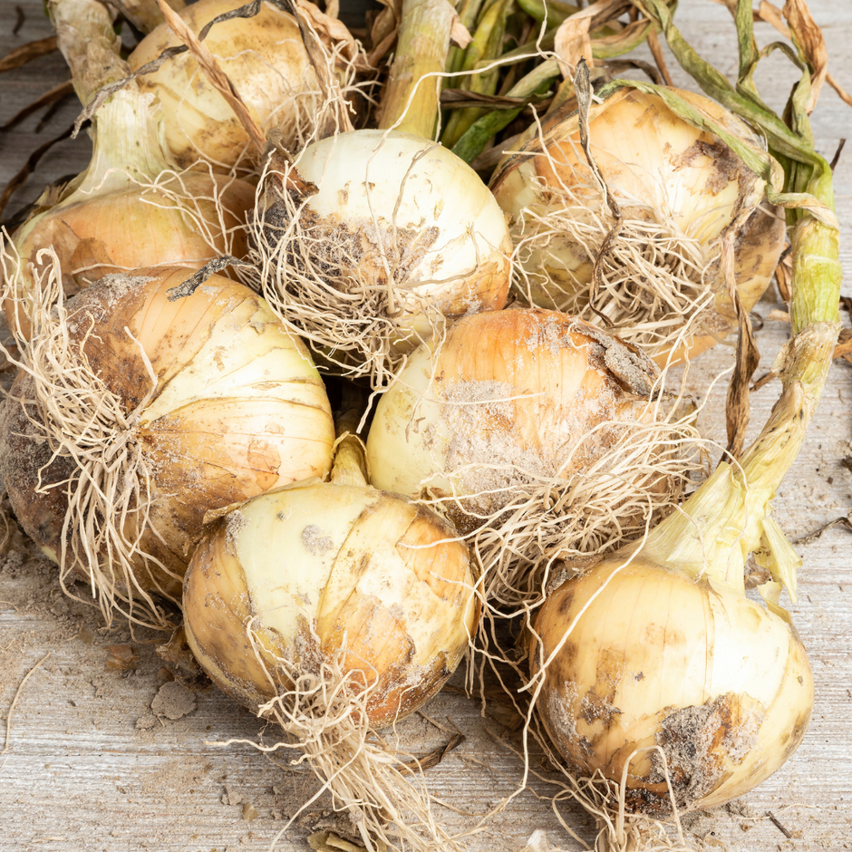 Short Day Onion Plants | Red & Sweet Onions | Steele Plant Company